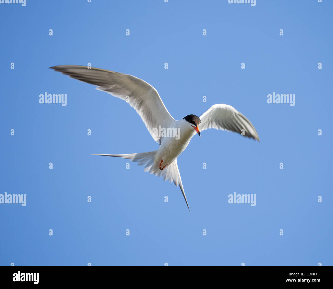 Animal aquatic bay blue common hi-res stock photography and images - Alamy