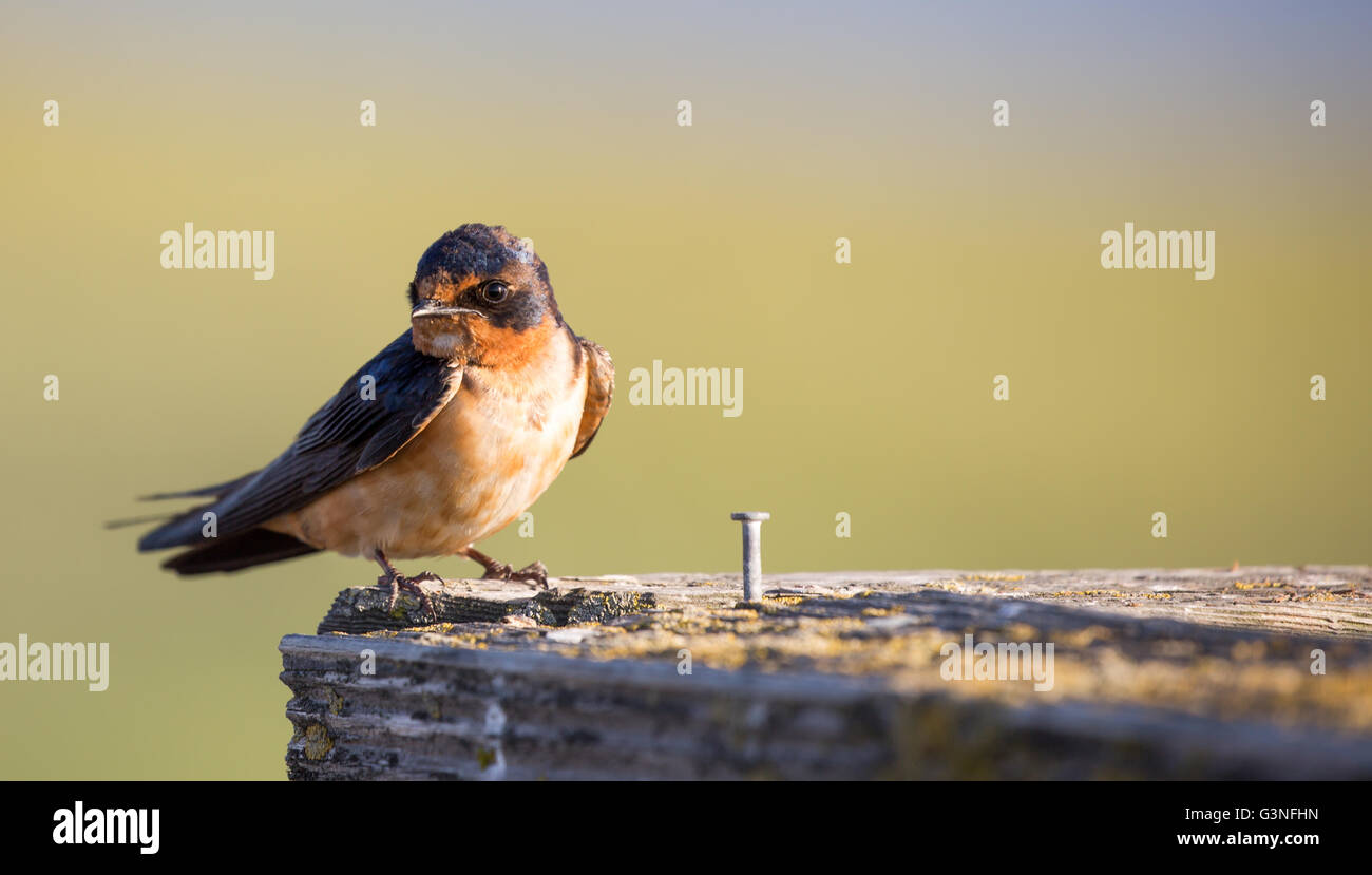 Male bird swallow avian wildlife High Resolution Stock Photography and ...