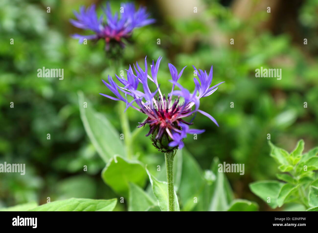Close up view of Centaurea montana (mountain Cornflower Stock Photo - Alamy