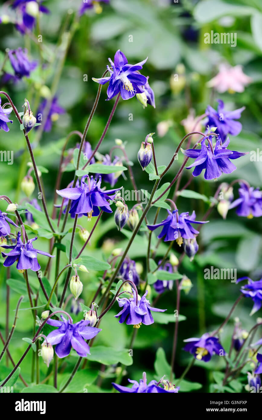 Aquilegia vulgaris, common columbine or American bluebells, plants in ...