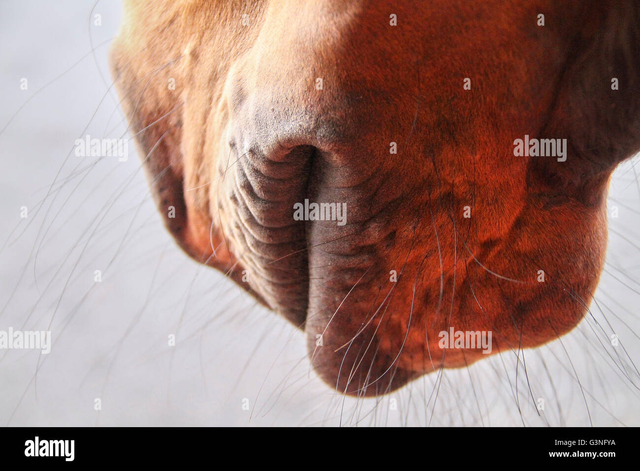 Underneath horse hi-res stock photography and images - Alamy