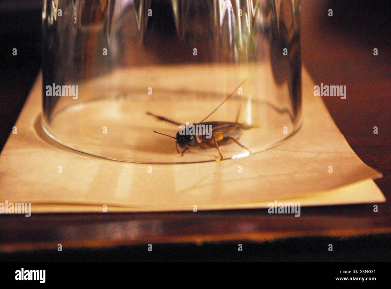 Bug caught in glass on a restaurant Stock Photo - Alamy