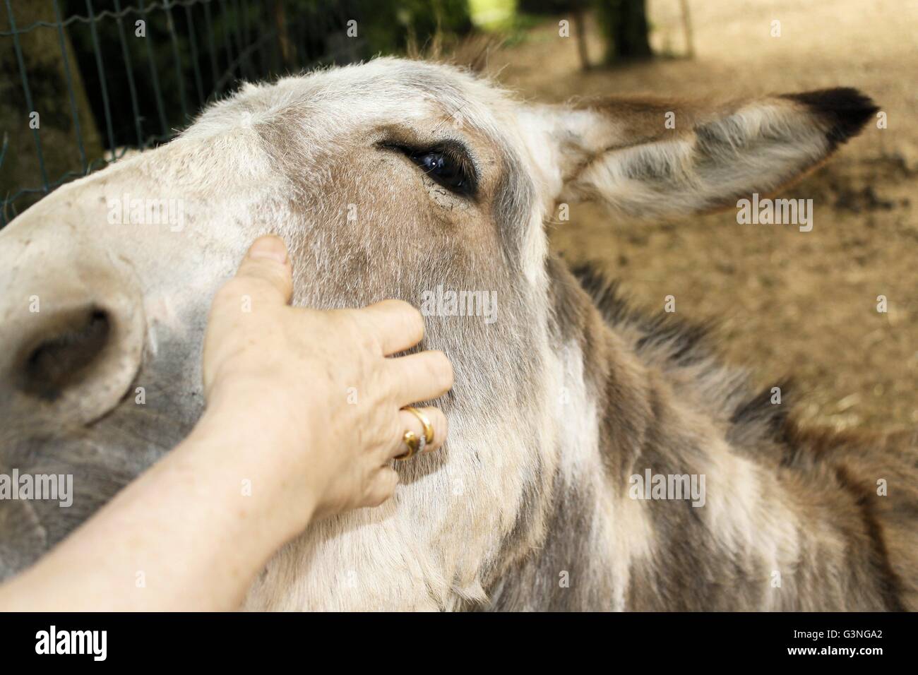 Donkey skin hi-res stock photography and images - Alamy