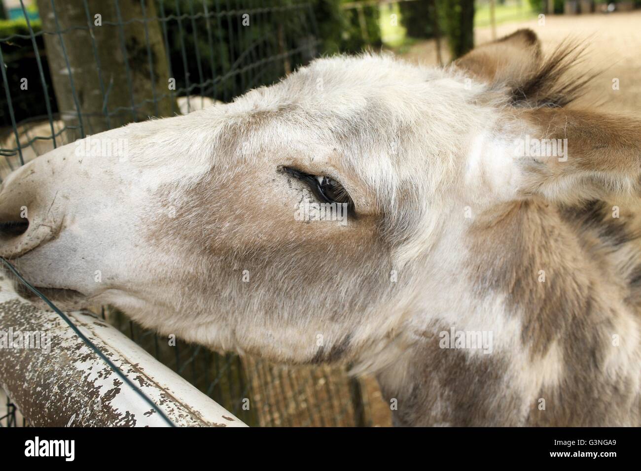 Donkey skin hi-res stock photography and images - Alamy