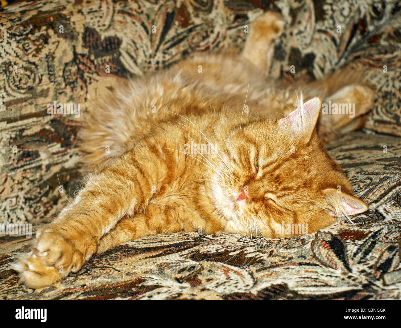 Beautiful ginger cat lies on hi-res stock photography and images - Alamy
