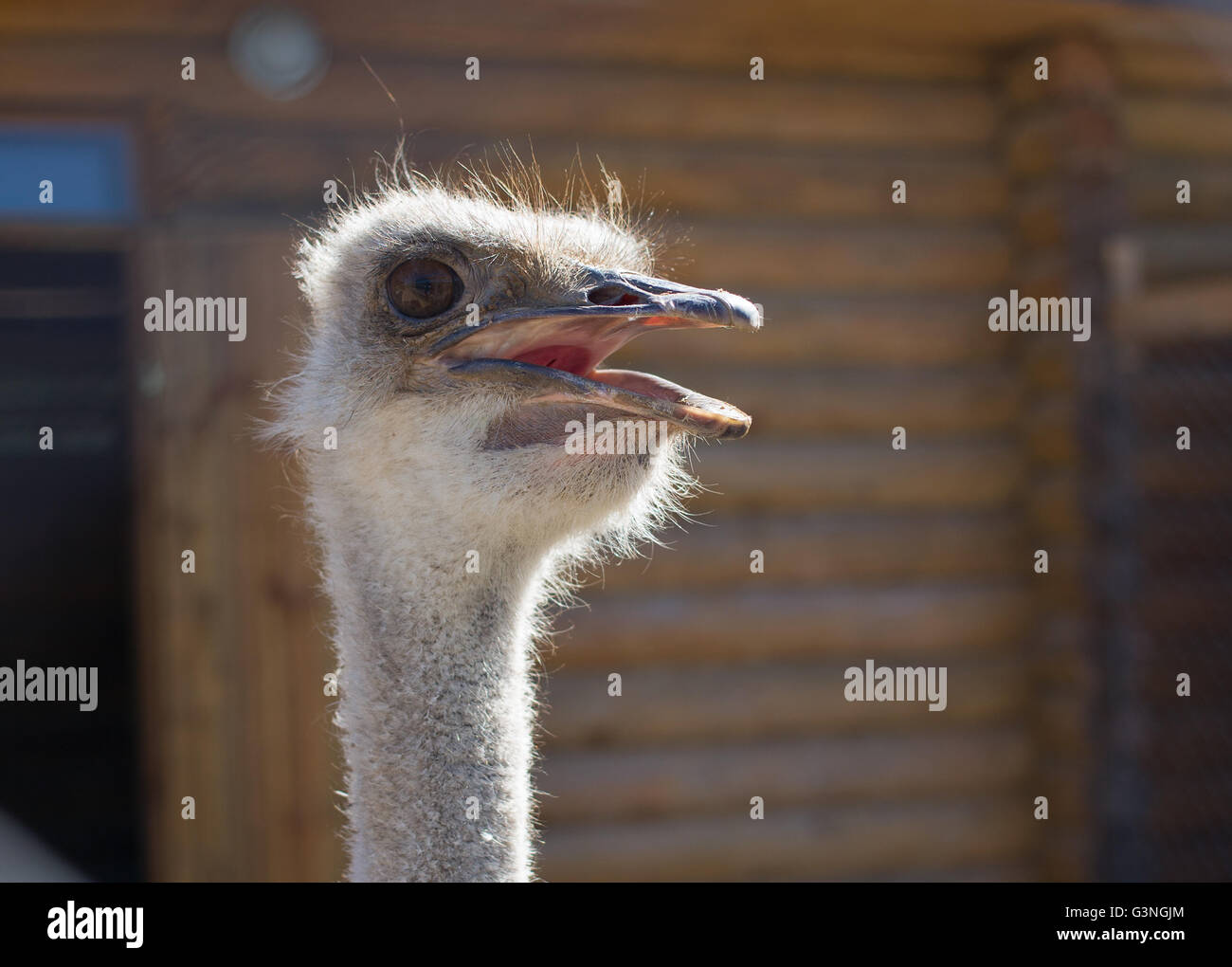 Ostrich head hi-res stock photography and images - Alamy