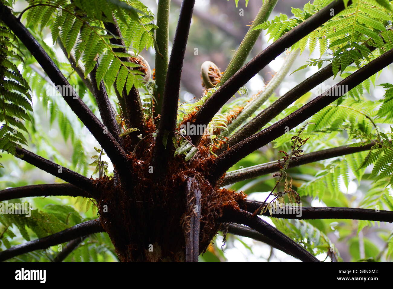 Tree fern cyatheales hi-res stock photography and images - Alamy