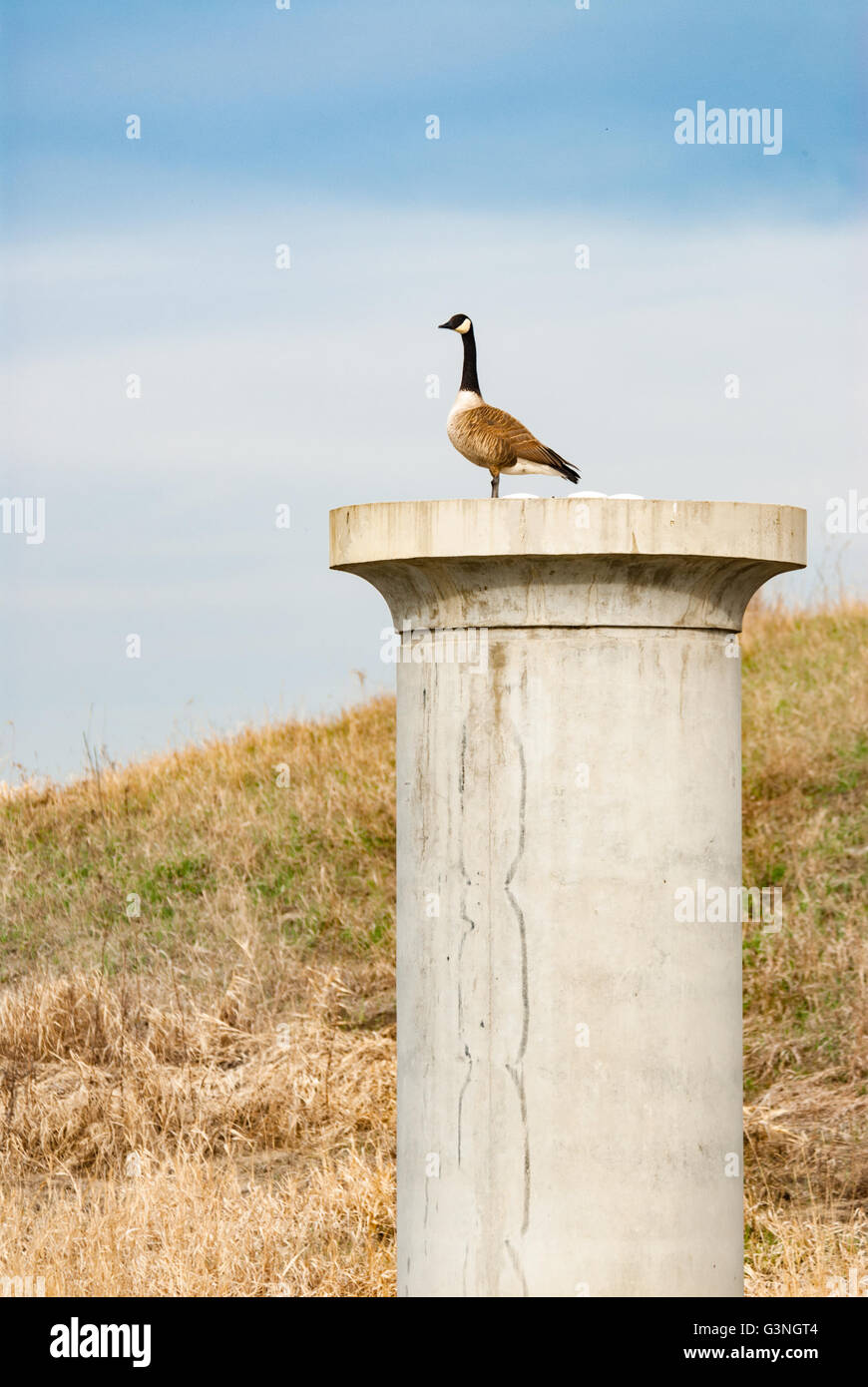 Canada goose statue hi-res stock photography and images - Alamy