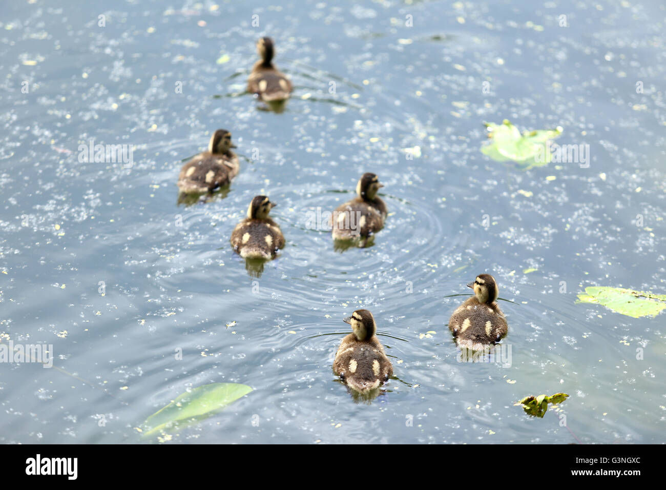 Small sea duck hi-res stock photography and images - Alamy