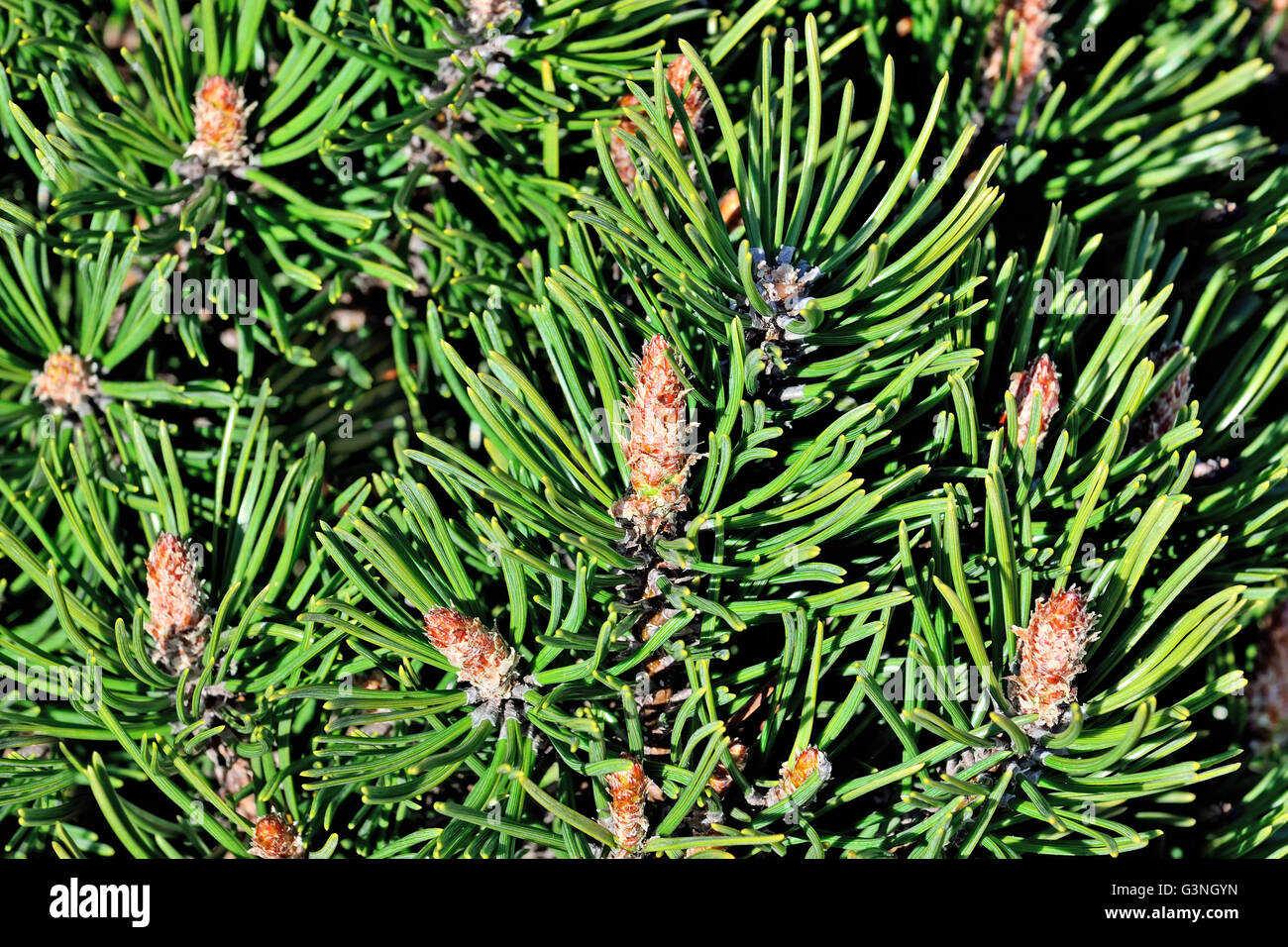 Pinus mugo closeup Stock Photo - Alamy