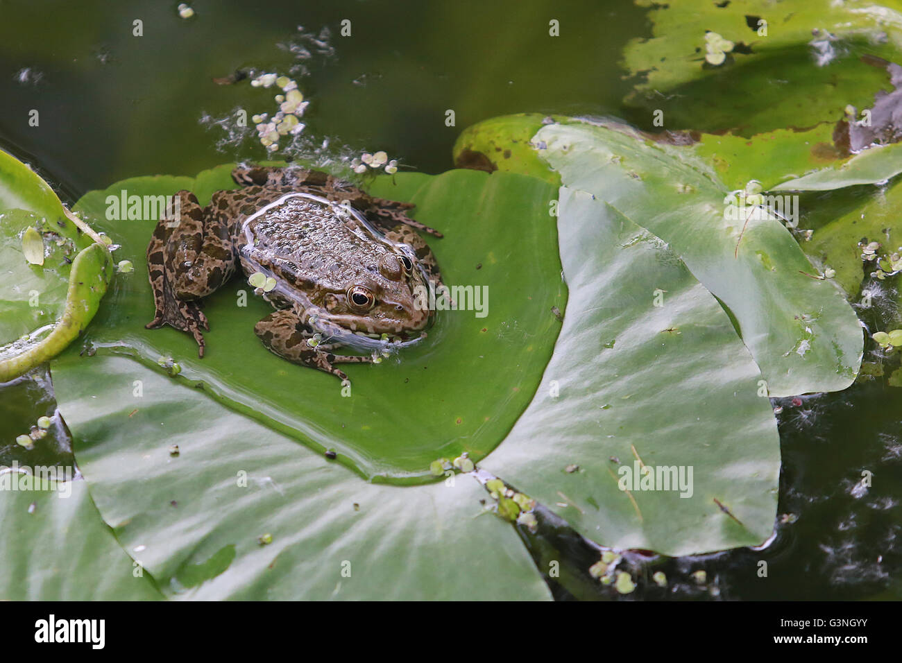 Rog in a plant hi-res stock photography and images - Alamy