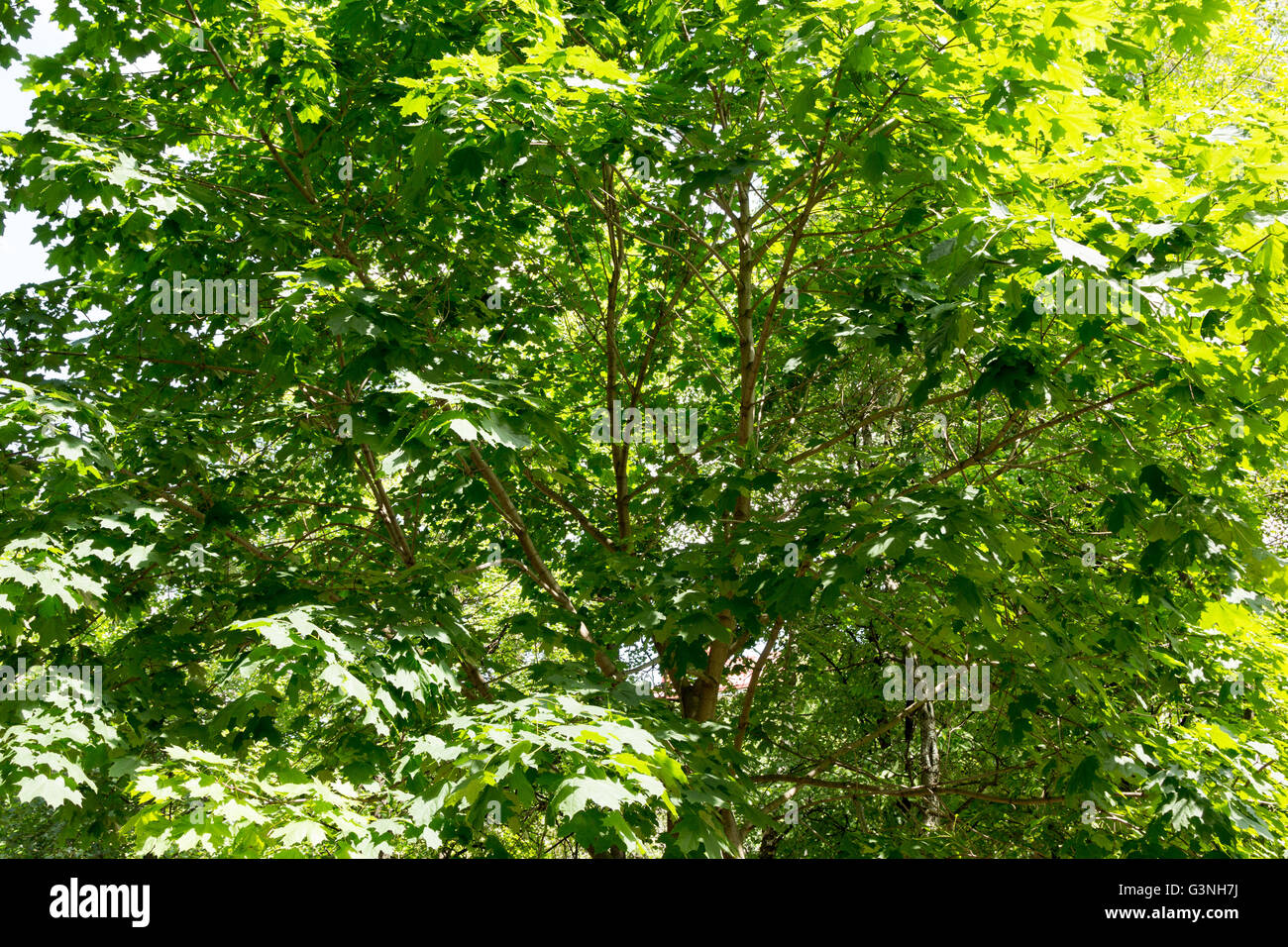 Young maple tree in the garden hi-res stock photography and images - Alamy