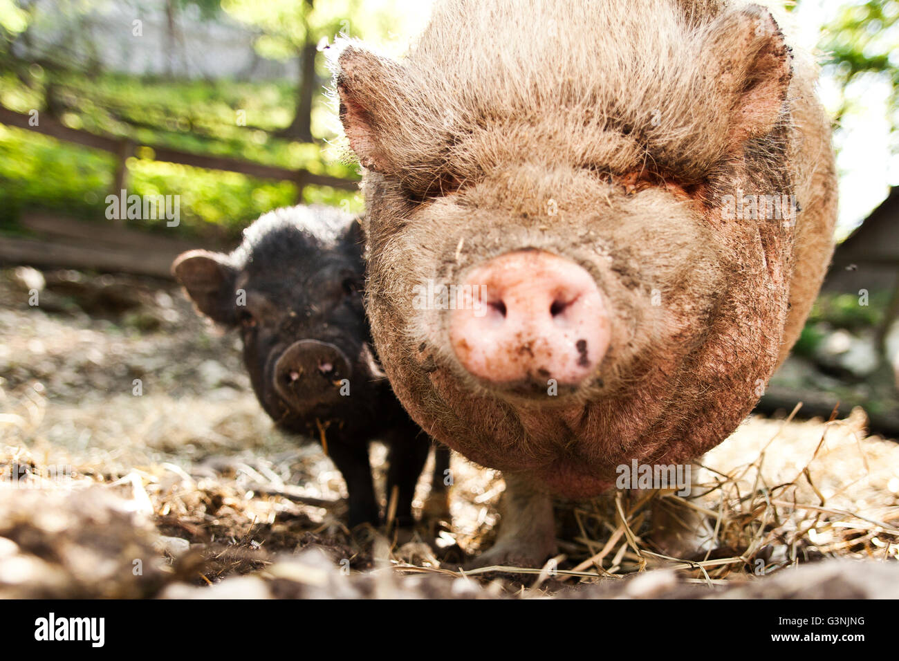 Adult Pot Bellied Pig