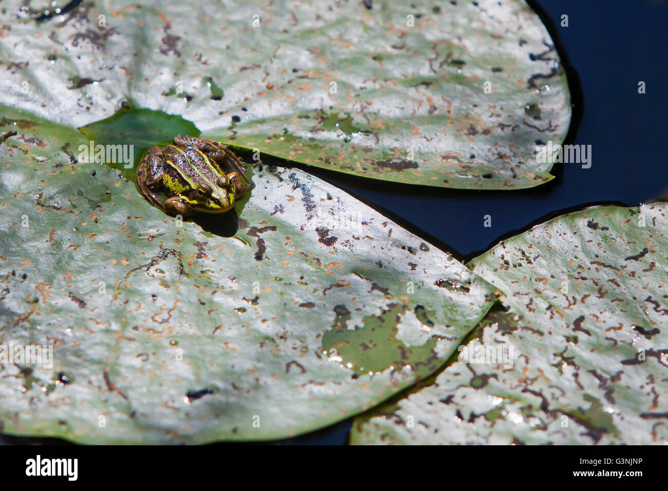 Green frog (Pelophylax esculentus), Schrems upland moor nature park ...