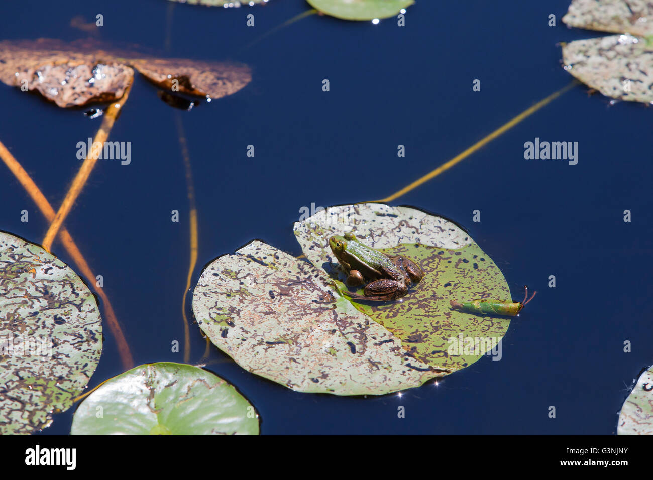 Frog perspective forest hi-res stock photography and images - Alamy