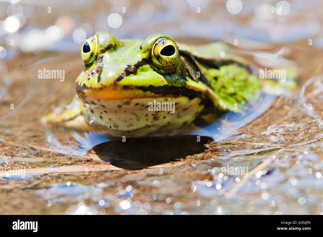 Green frog (Pelophylax esculentus), Schrems upland moor nature park ...