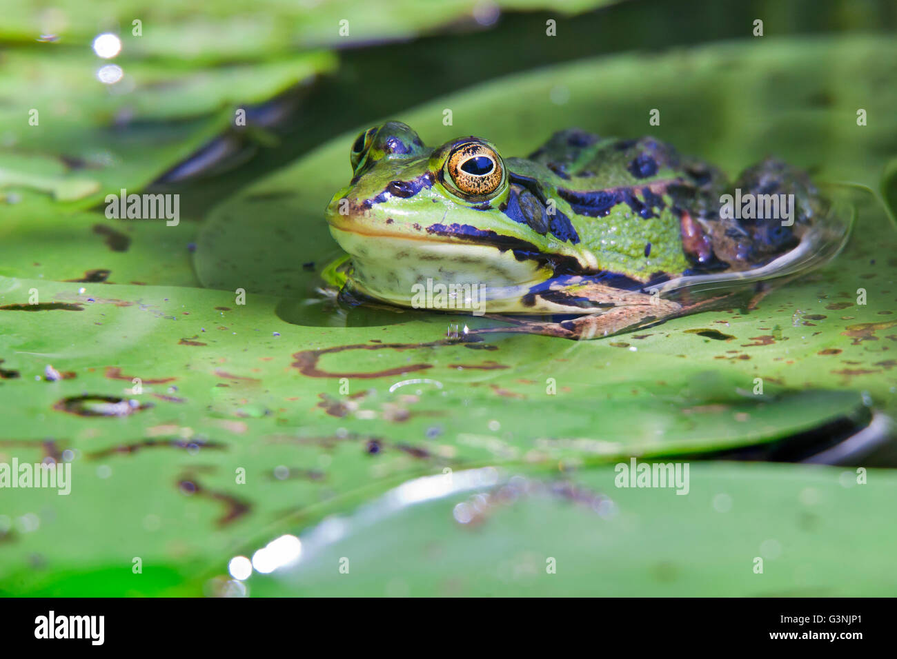 Upland animals hi-res stock photography and images - Alamy