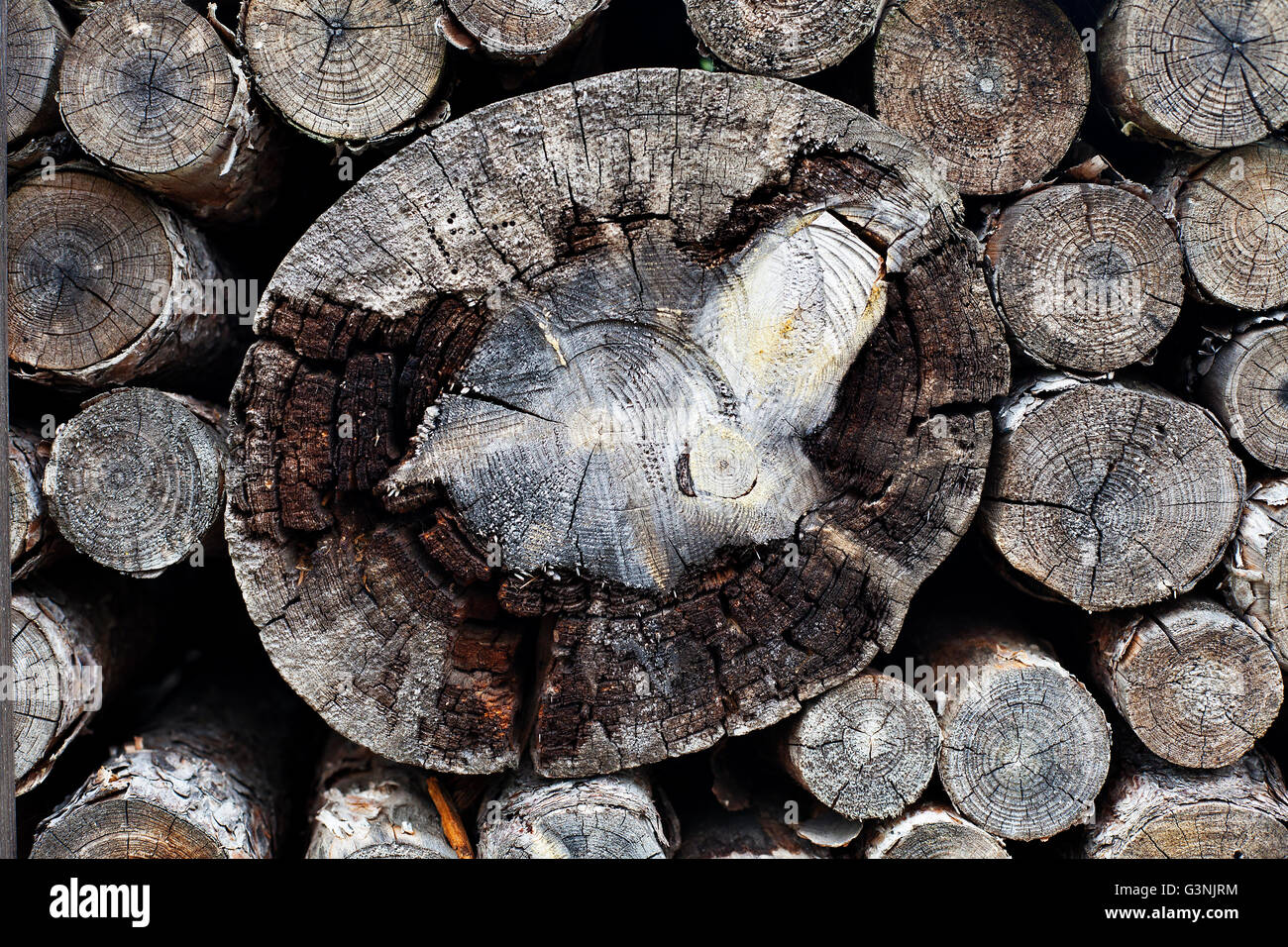 Section through tree trunks hi-res stock photography and images - Alamy