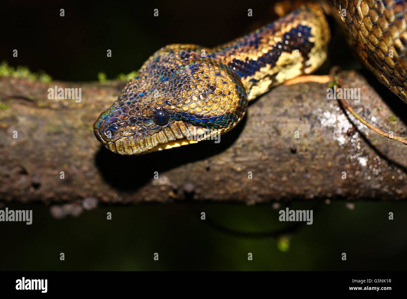 Malagasy tree boa (Sanzinia madagascariensis), Mantadia Andasibe ...