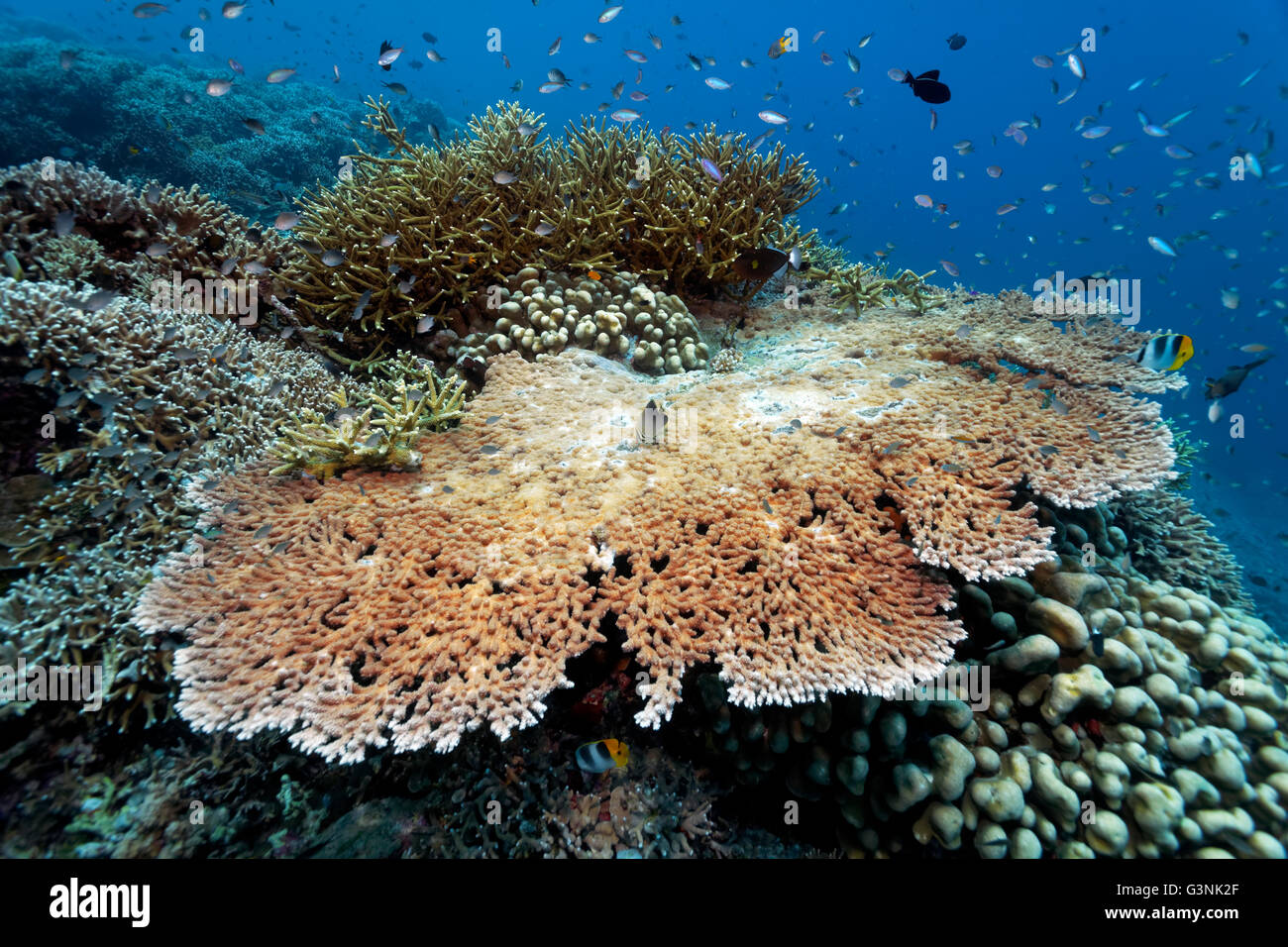 Coral reef, various stony corals (Hexacorallia) and reef fish, Wakatobi ...