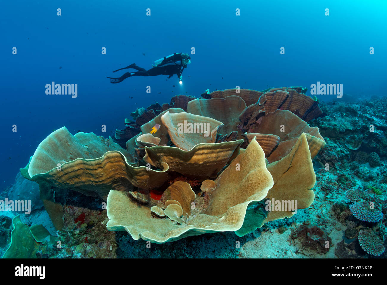 Diver observing large disc coral (Turbinaria mesenterina), Wakatobi ...