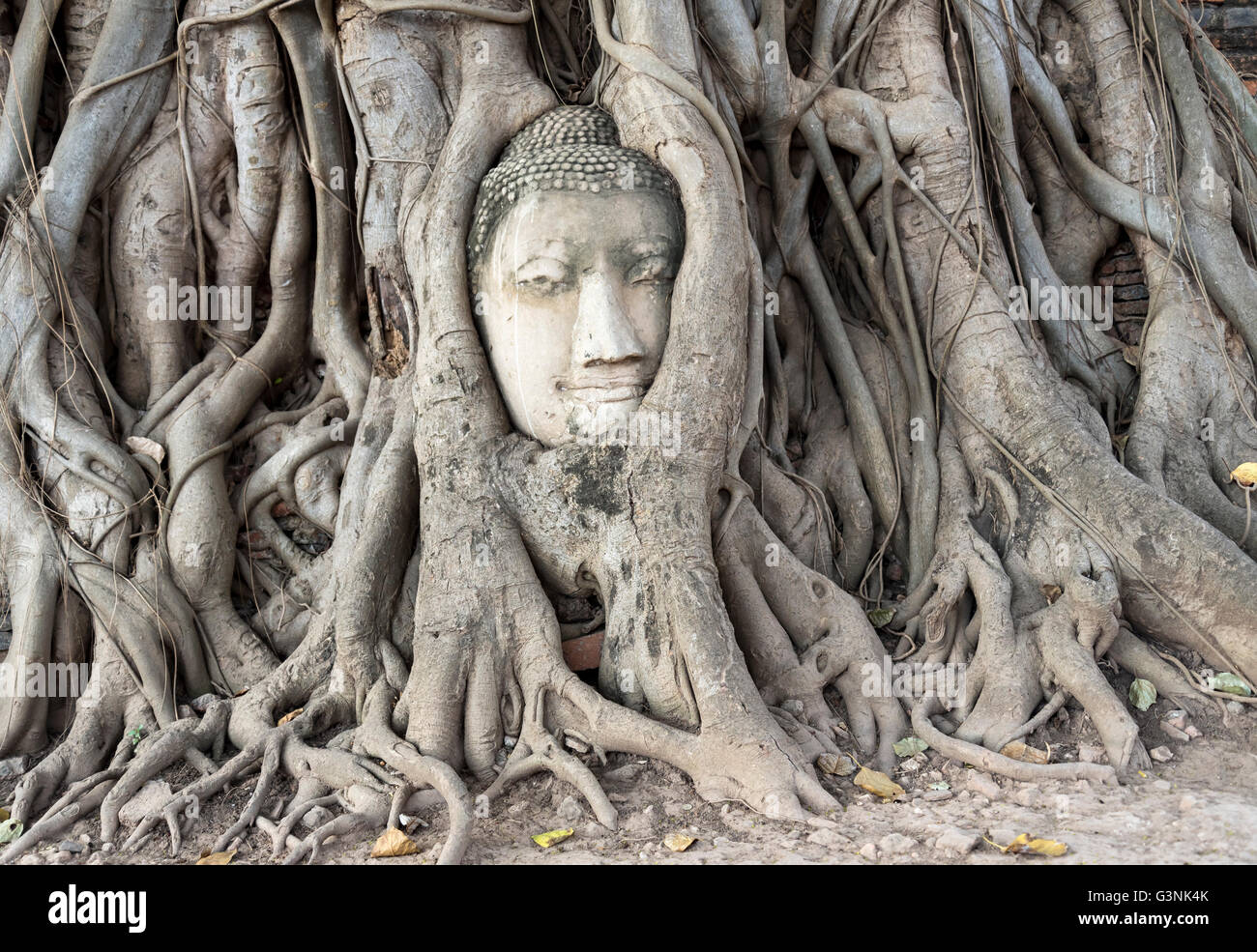 Buddha head statue in bodhi tree (Ficus religiosa), roots, Wat Mahathat ...