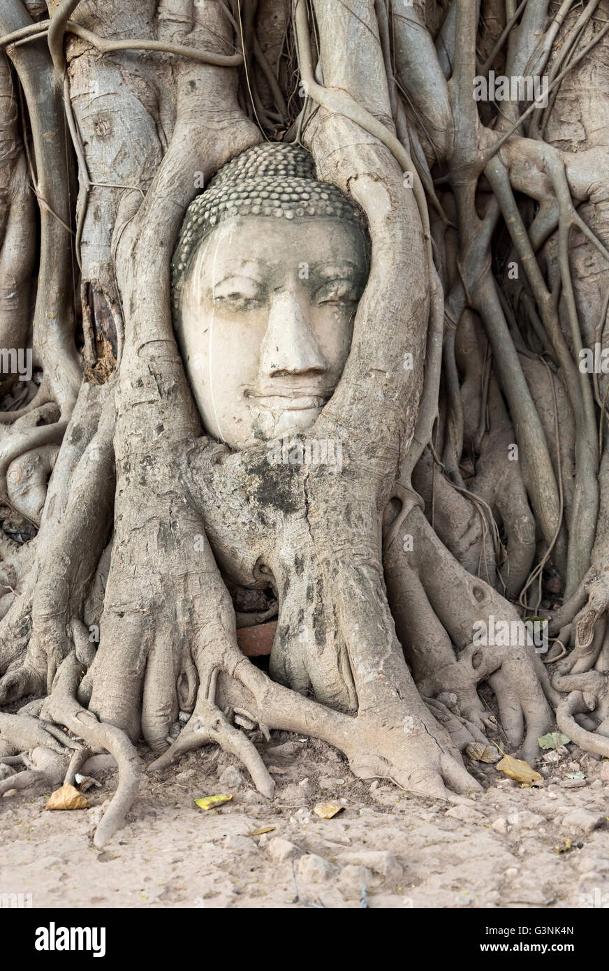 Buddha head statue in bodhi tree (Ficus religiosa) roots, Wat Mahathat ...