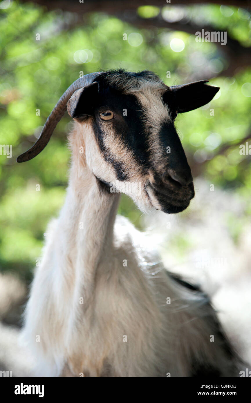 Mammals of crete hi-res stock photography and images - Alamy