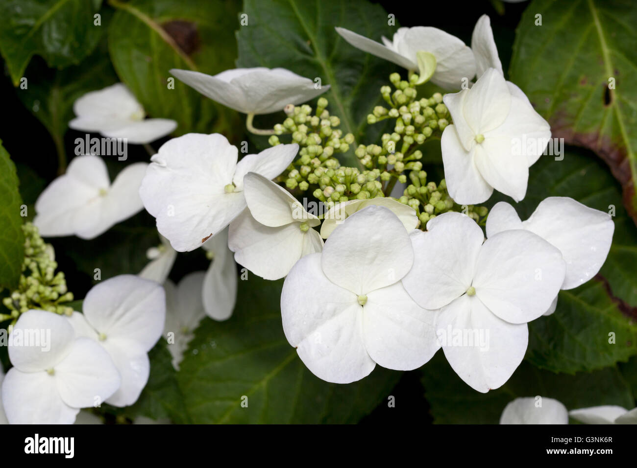 Flowers of the Bigleaf Hydrangea, French Hydrangea, Lacecap Hydrangea ...