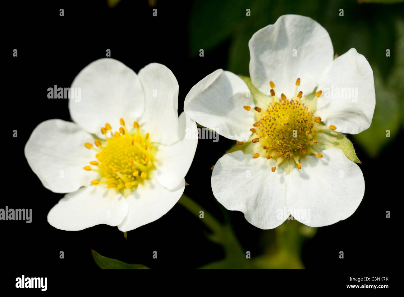 Fragaria species hi-res stock photography and images - Alamy