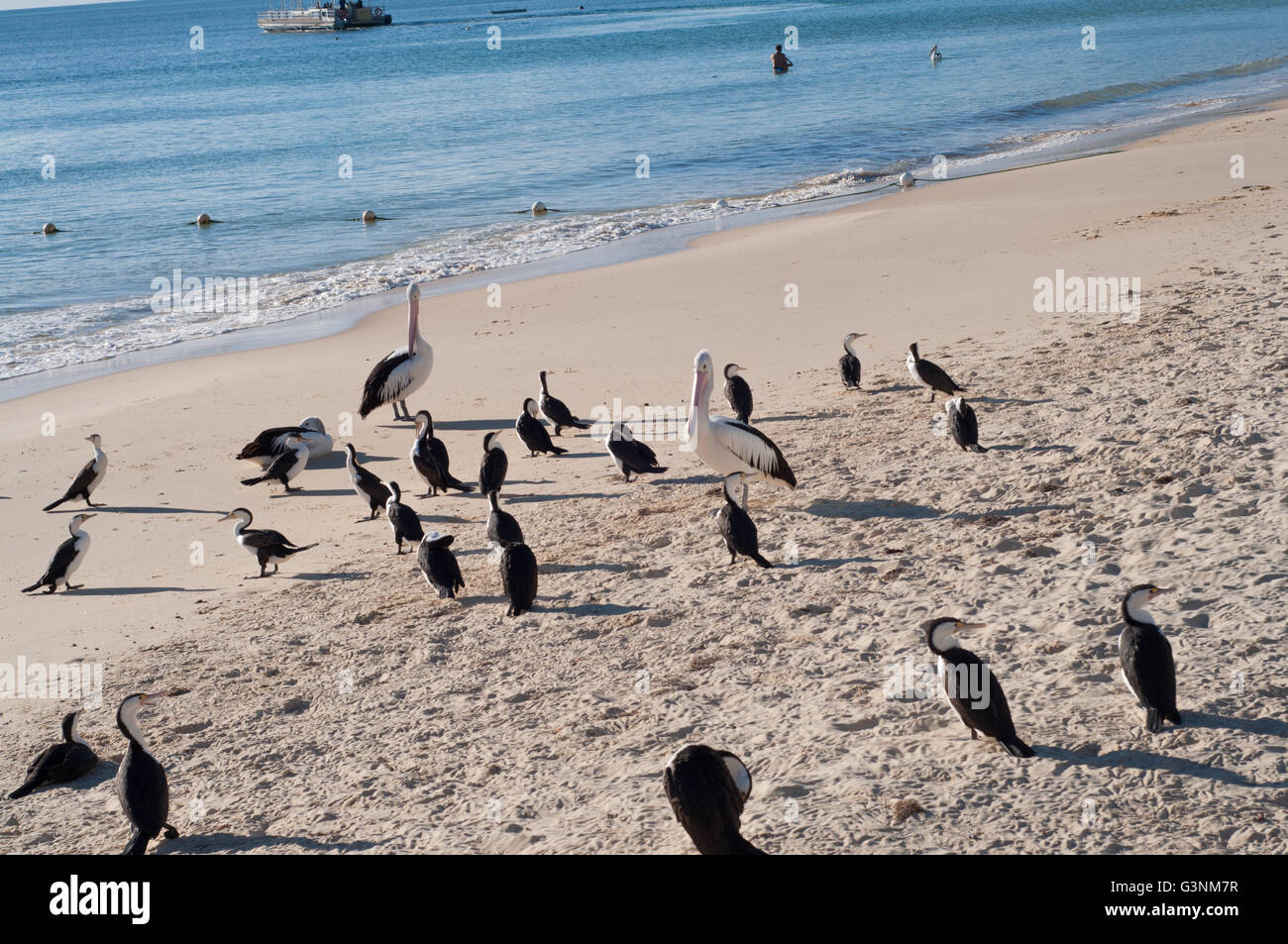 Beach of Tangalooma island resort in Queensland Australia with blue ...