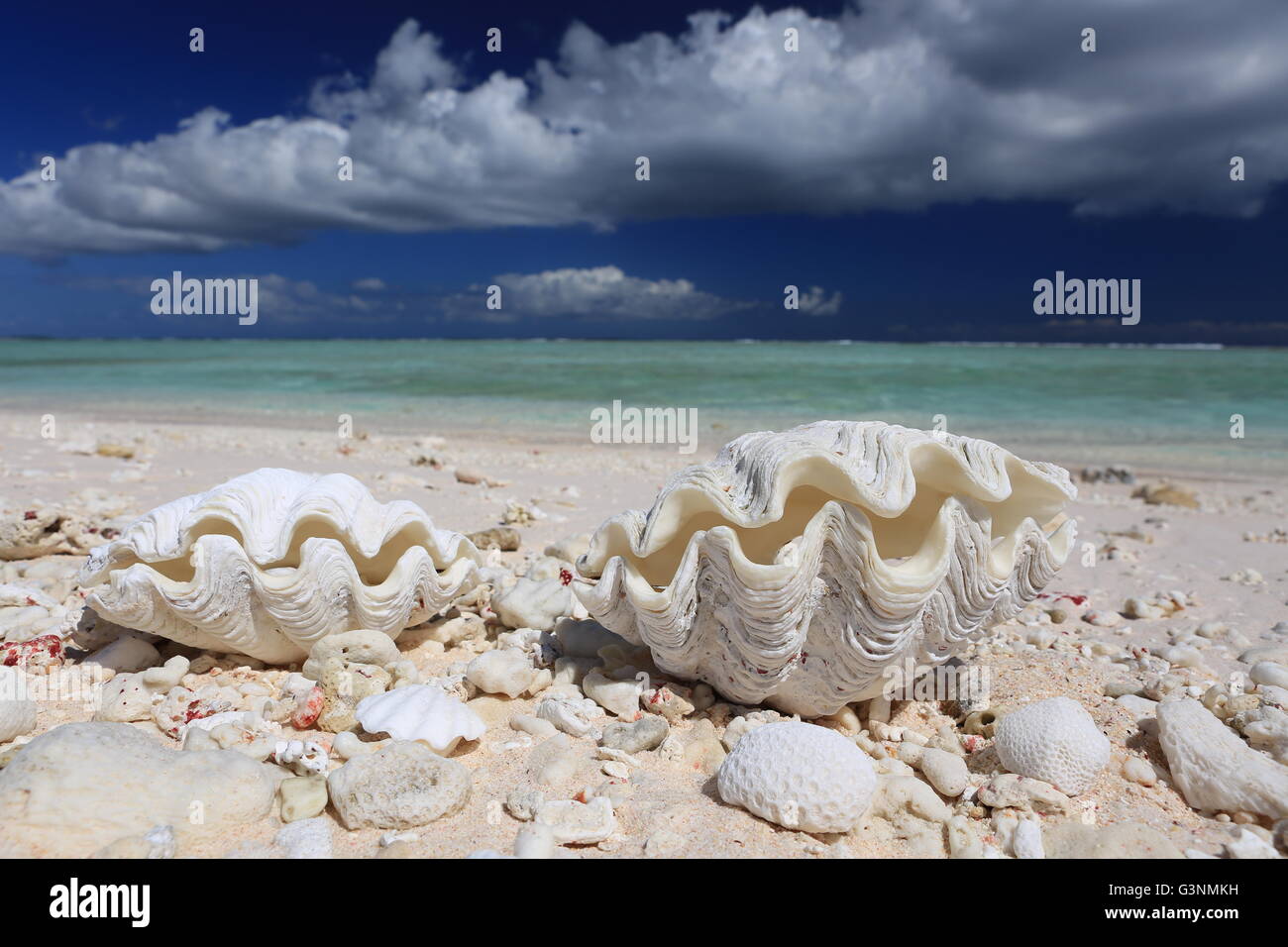 Clam shells on the beach hi-res stock photography and images - Alamy
