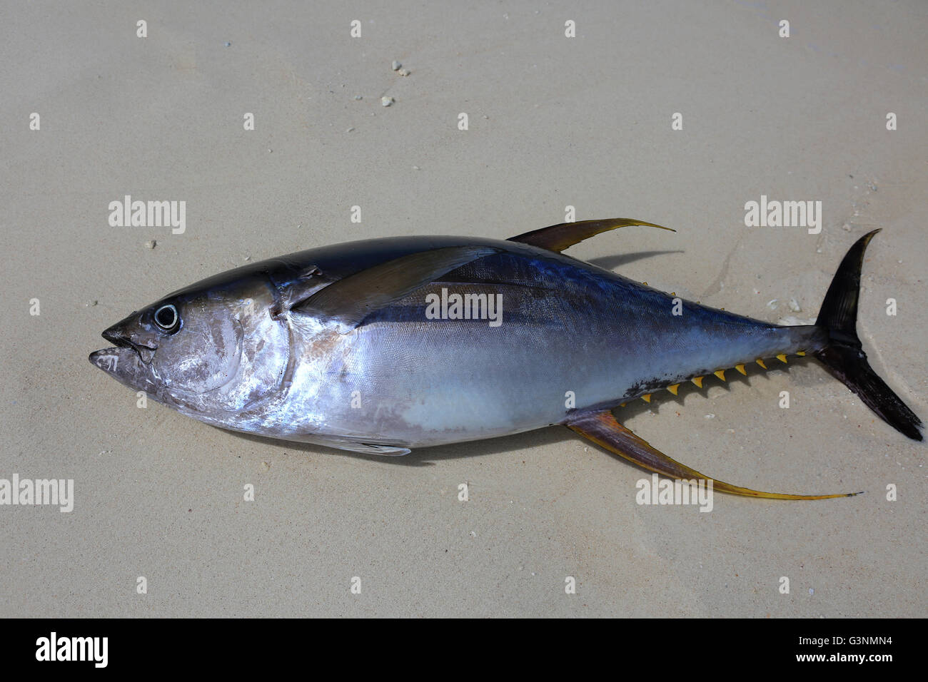 Fresh caught Yellowfin Tuna fish in a beach, Christmas Island, Kiribati ...
