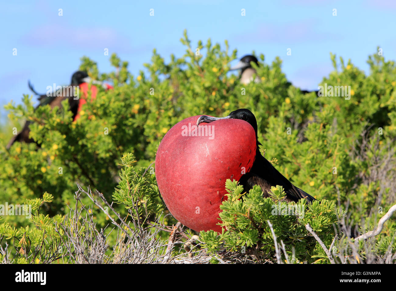 Male frigatebird during mating season Stock Photo - Alamy