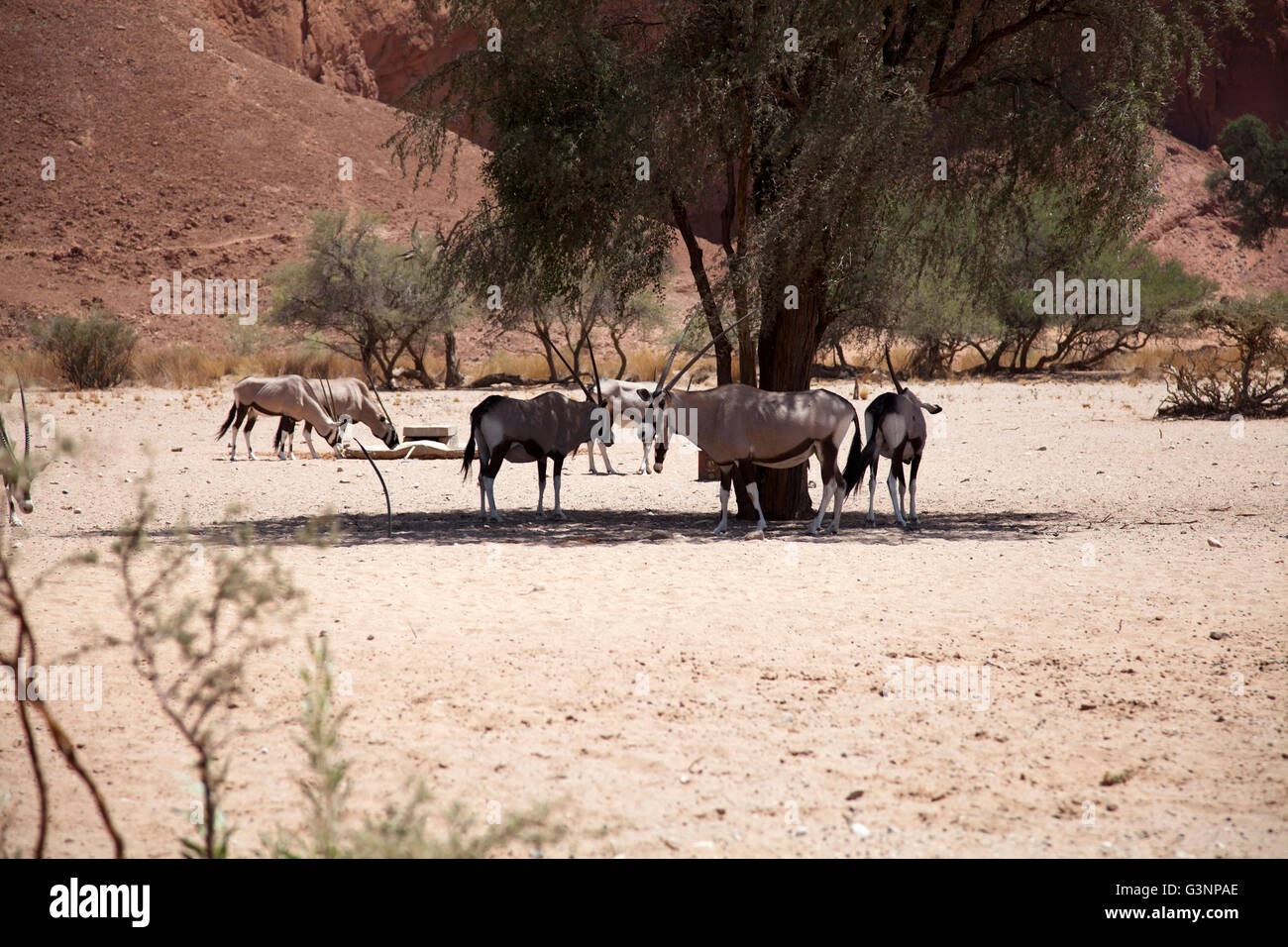Oryx Buck at Namib Desert Lodge in Namibia Stock Photo - Alamy
