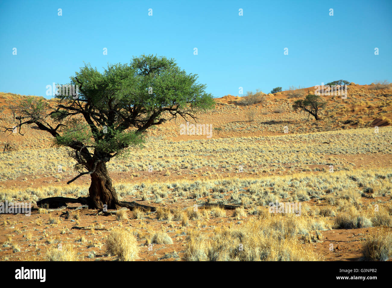 Namib Desert Terrain at Namib Desert Lodge in namibia Stock Photo - Alamy