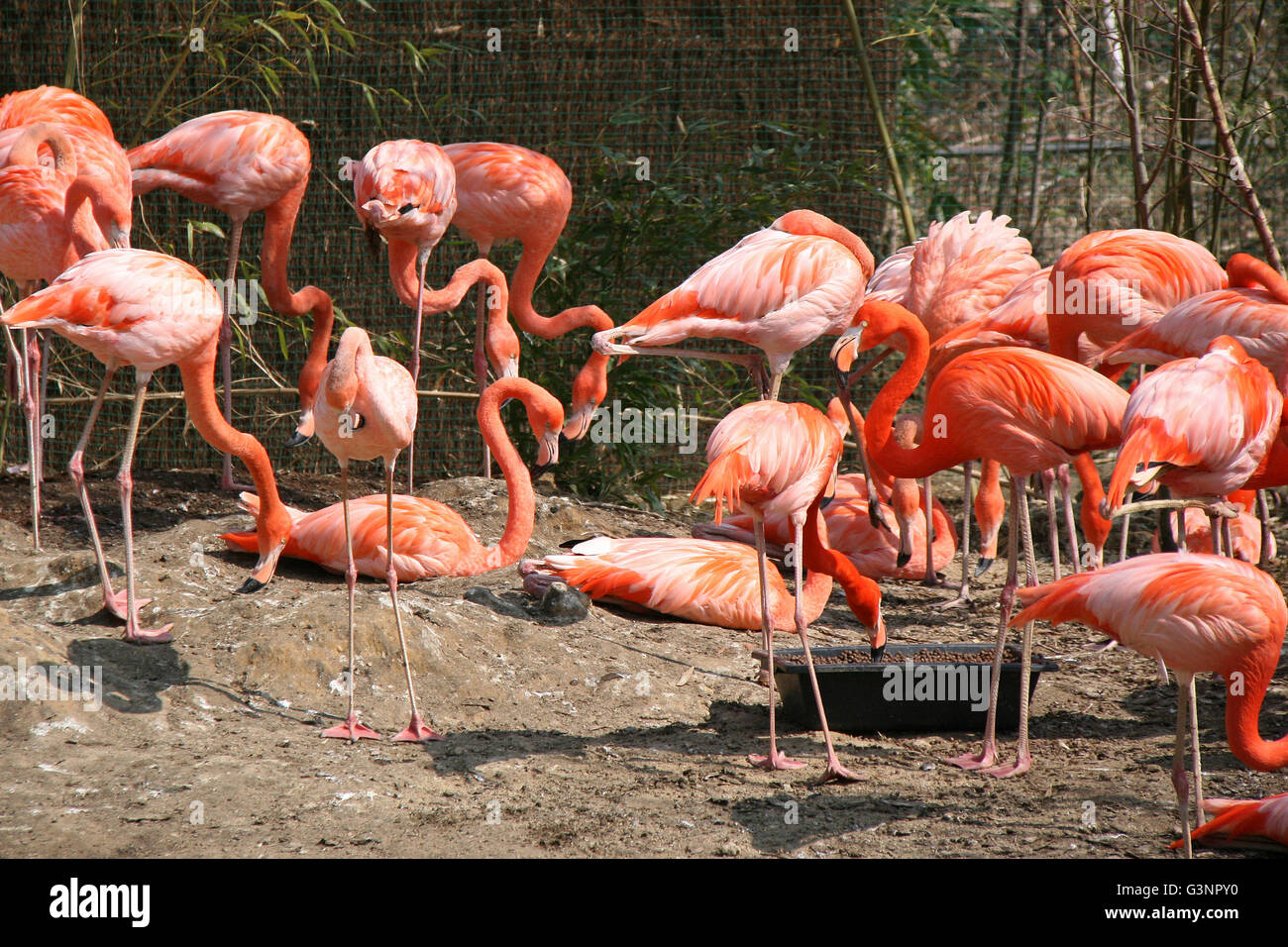 Flamingo Enclosure Stock Photos & Flamingo Enclosure Stock Images - Alamy