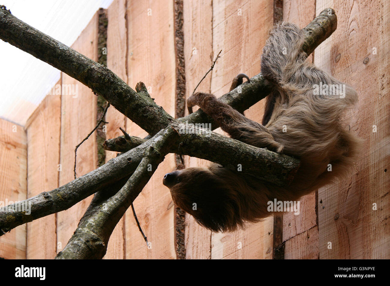 Sloth in a zoo (France Stock Photo - Alamy