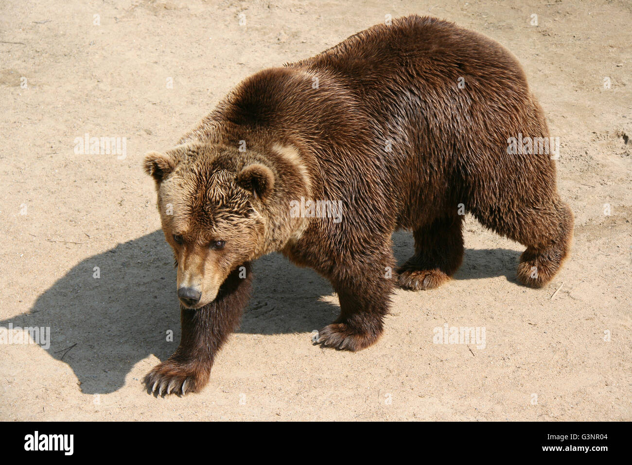 Bear in zoo france hi-res stock photography and images - Alamy