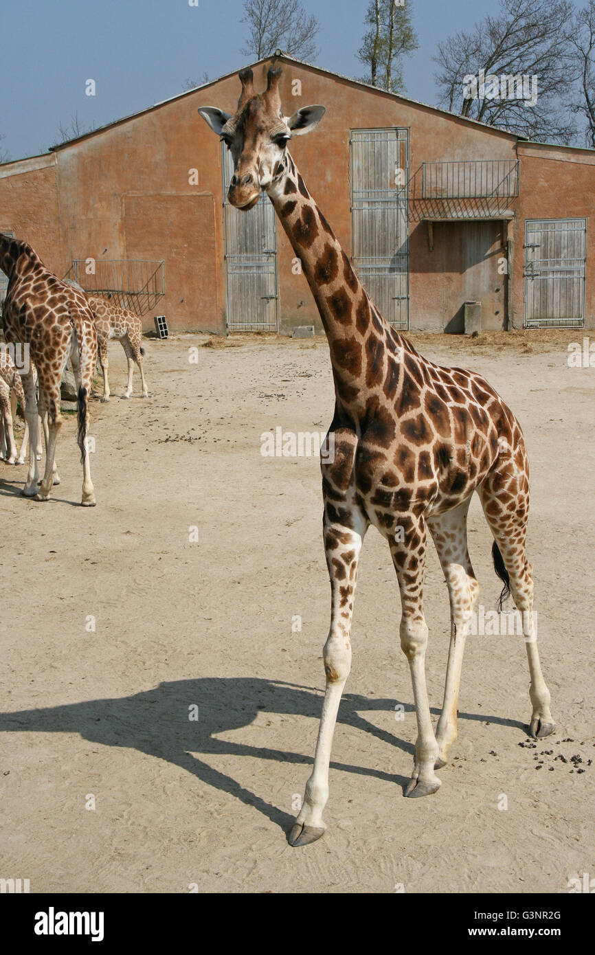 Girafe animal faune hi-res stock photography and images - Alamy