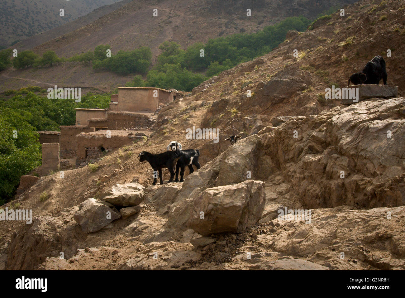 Atlas animals hi-res stock photography and images - Alamy