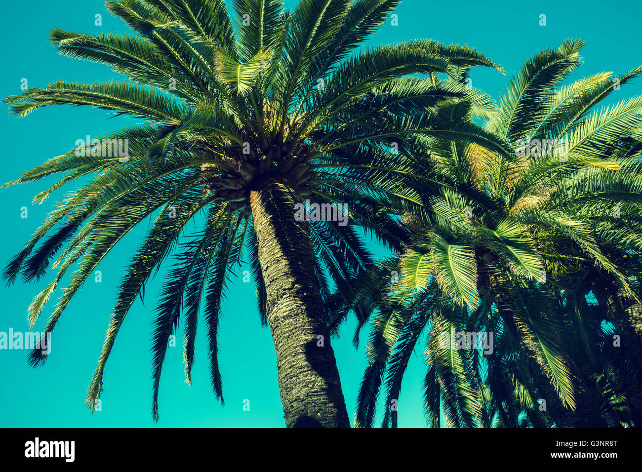 Palm trees filter hi-res stock photography and images - Alamy
