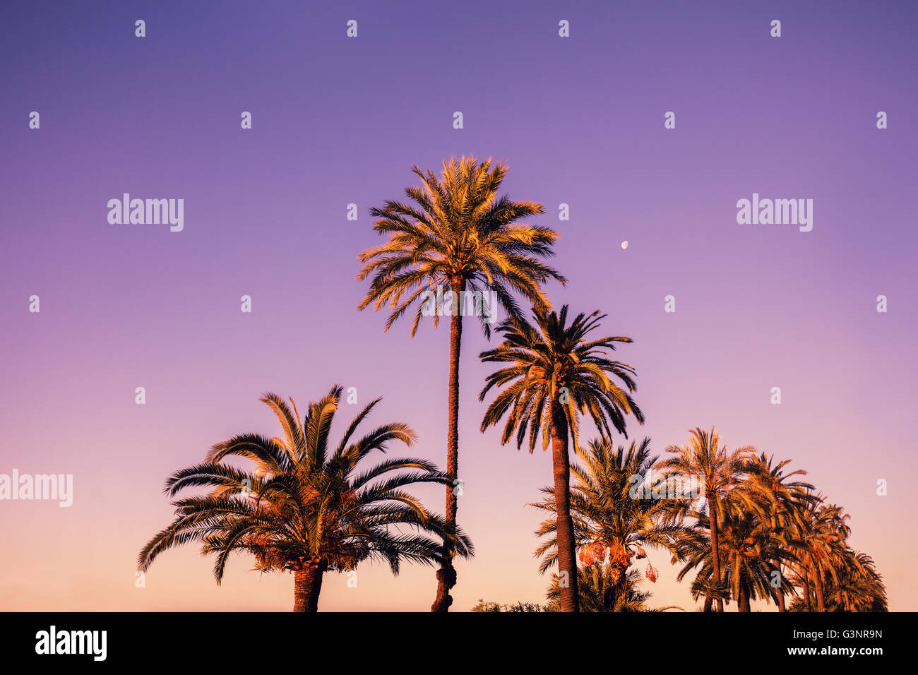 Palm trees against pink sunset sky Stock Photo - Alamy