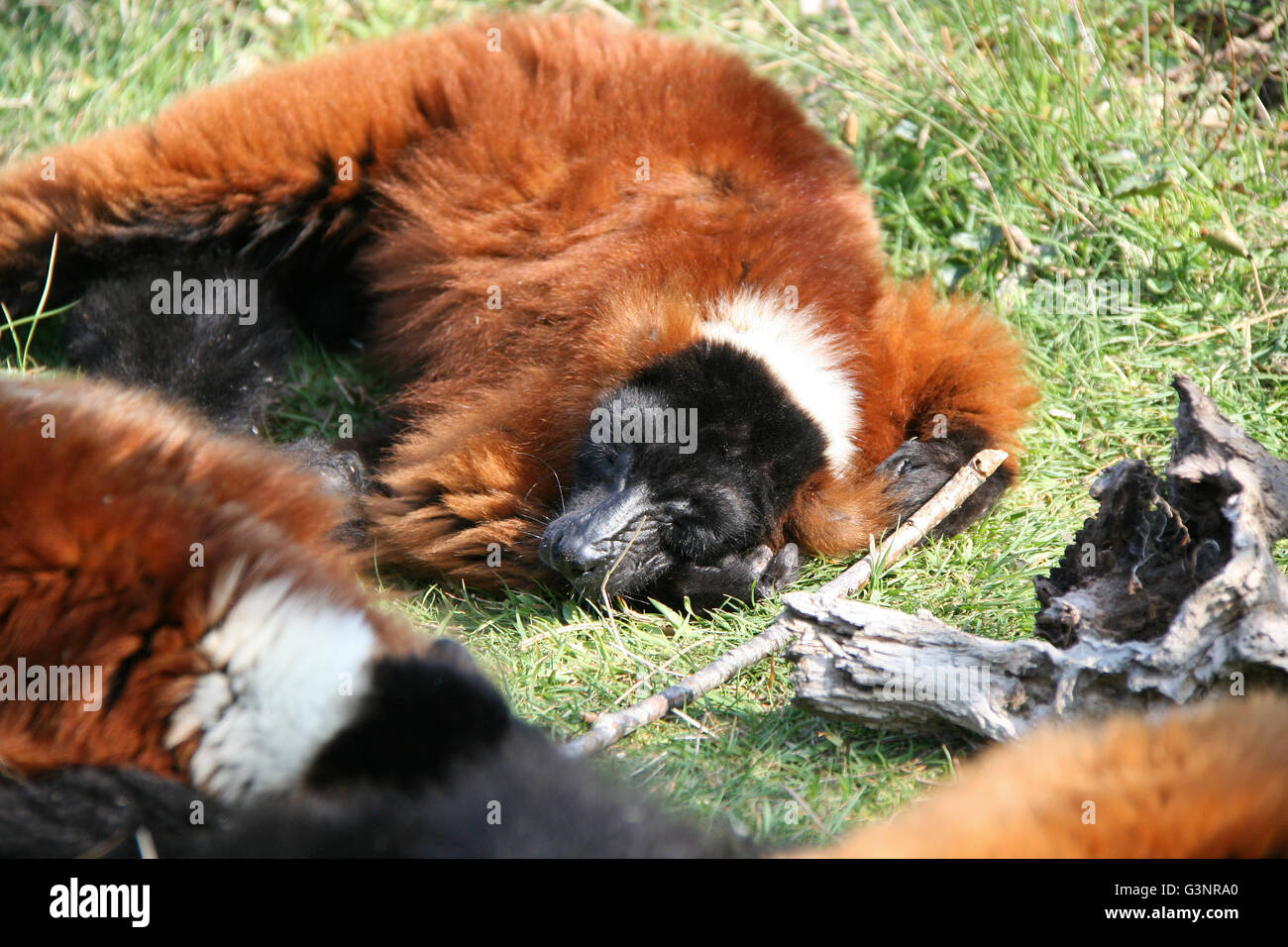Red lemur vari in a zoo (France Stock Photo - Alamy