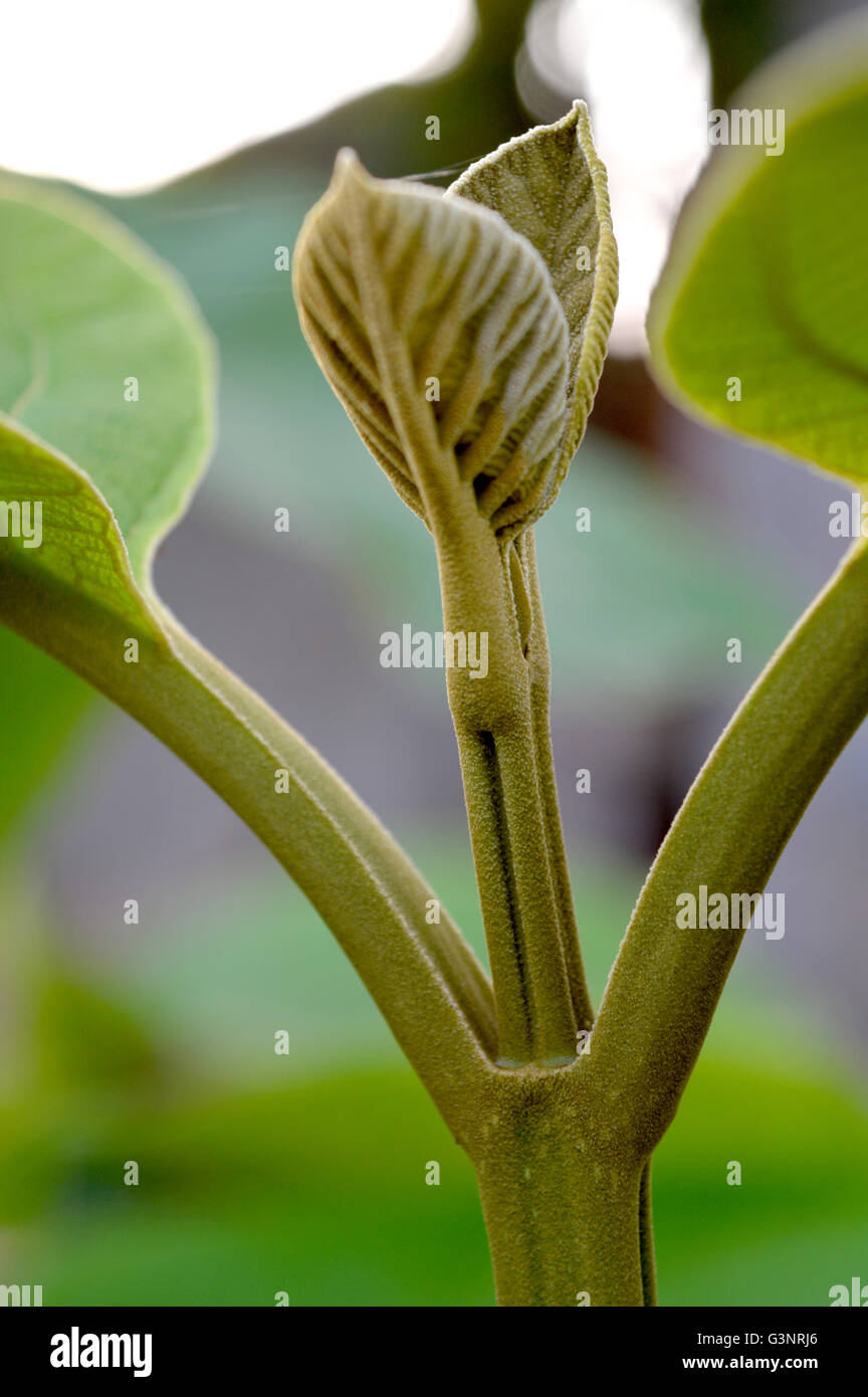 green plant close up Stock Photo - Alamy