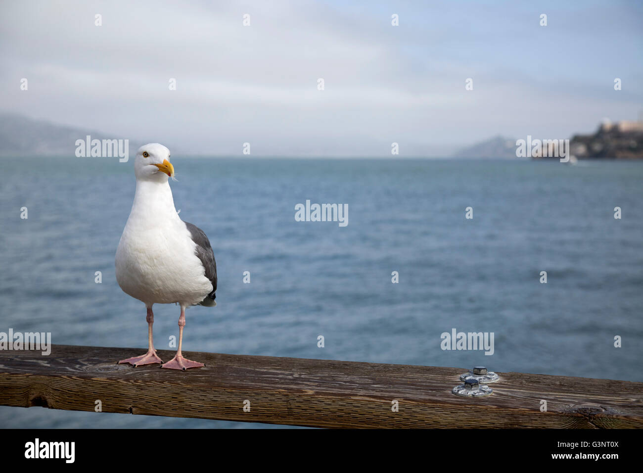 Lone seagull, with feather in beak on pier fence, with San Fransisco ...