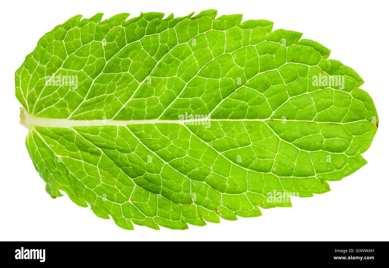 one green leaf of mint (Peppermint) isolated on white background Stock ...
