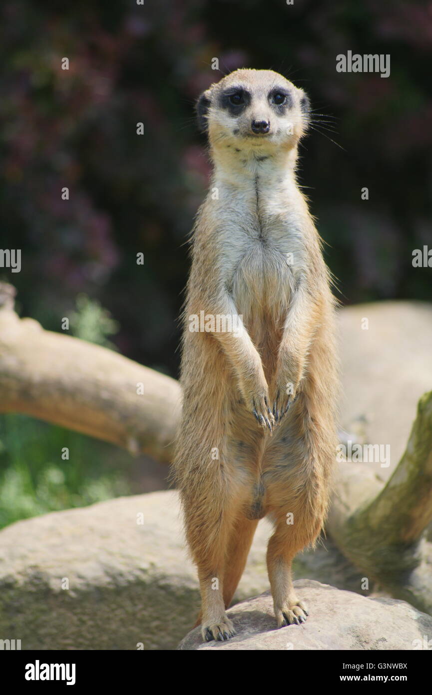 A Meerkat looks around whilst standing upright on his hind legs Stock ...