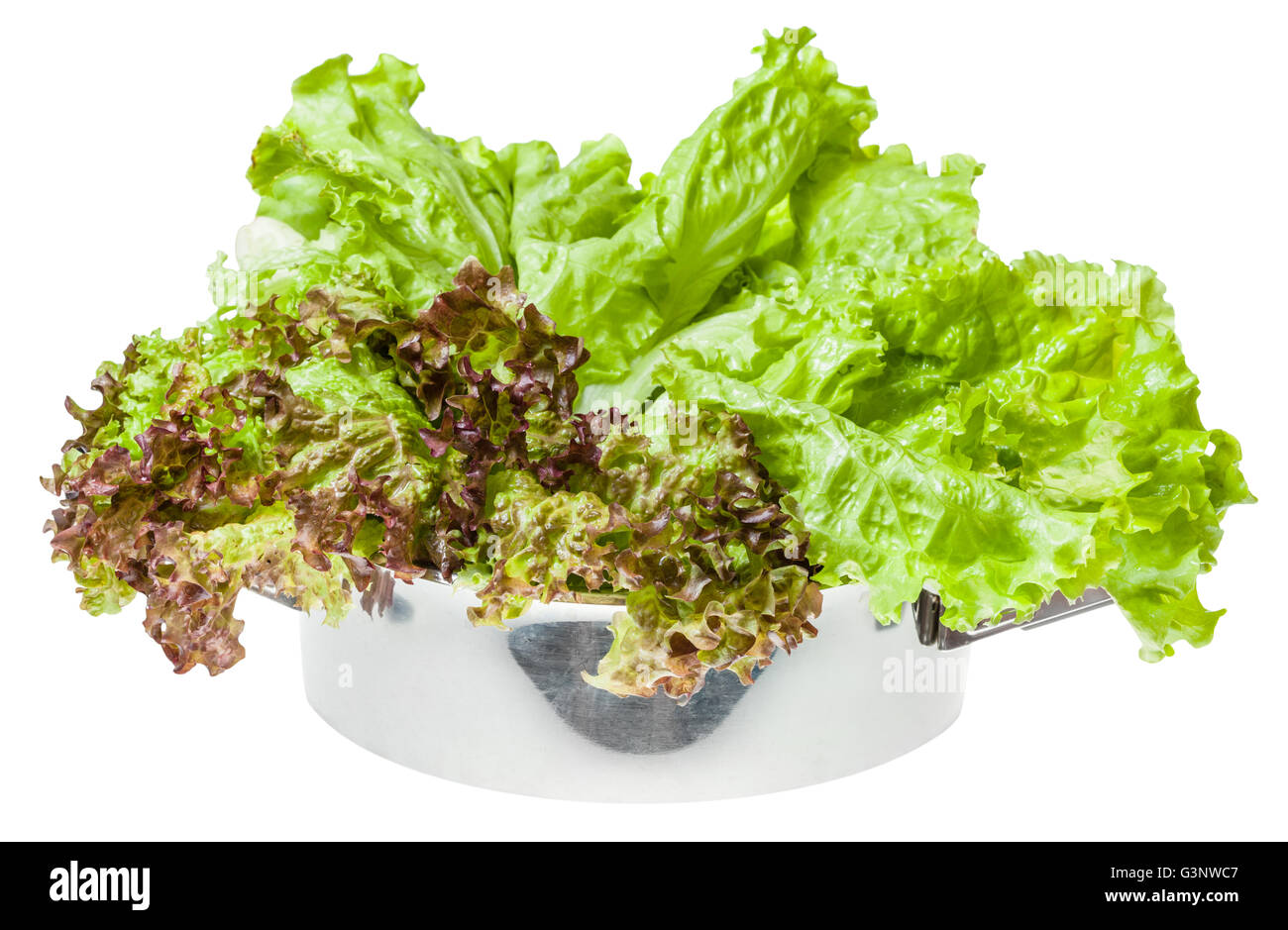 raw green leaves of Lollo rosso and Leaf lettuce in steel pan isolated ...