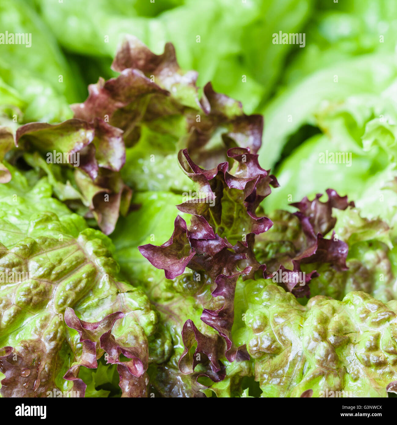 food background - fresh green leaves of Lollo rosso lettuce close up ...